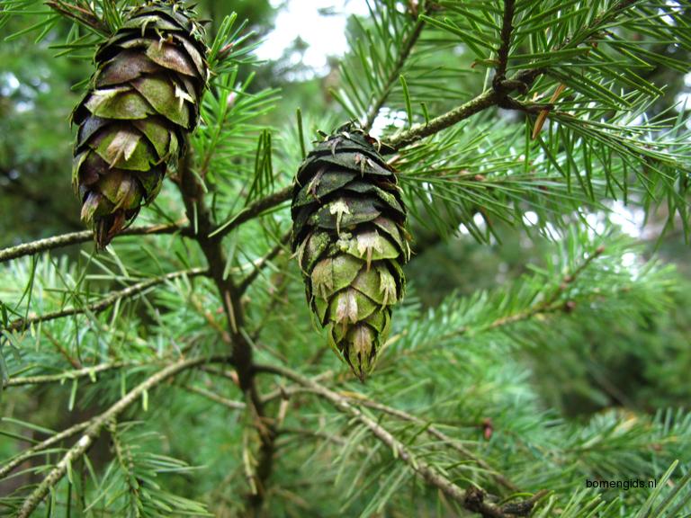 Herken de boomsoort NL: Douglasspar; Latin: Pseudotsuga menzoiesii; UK ...