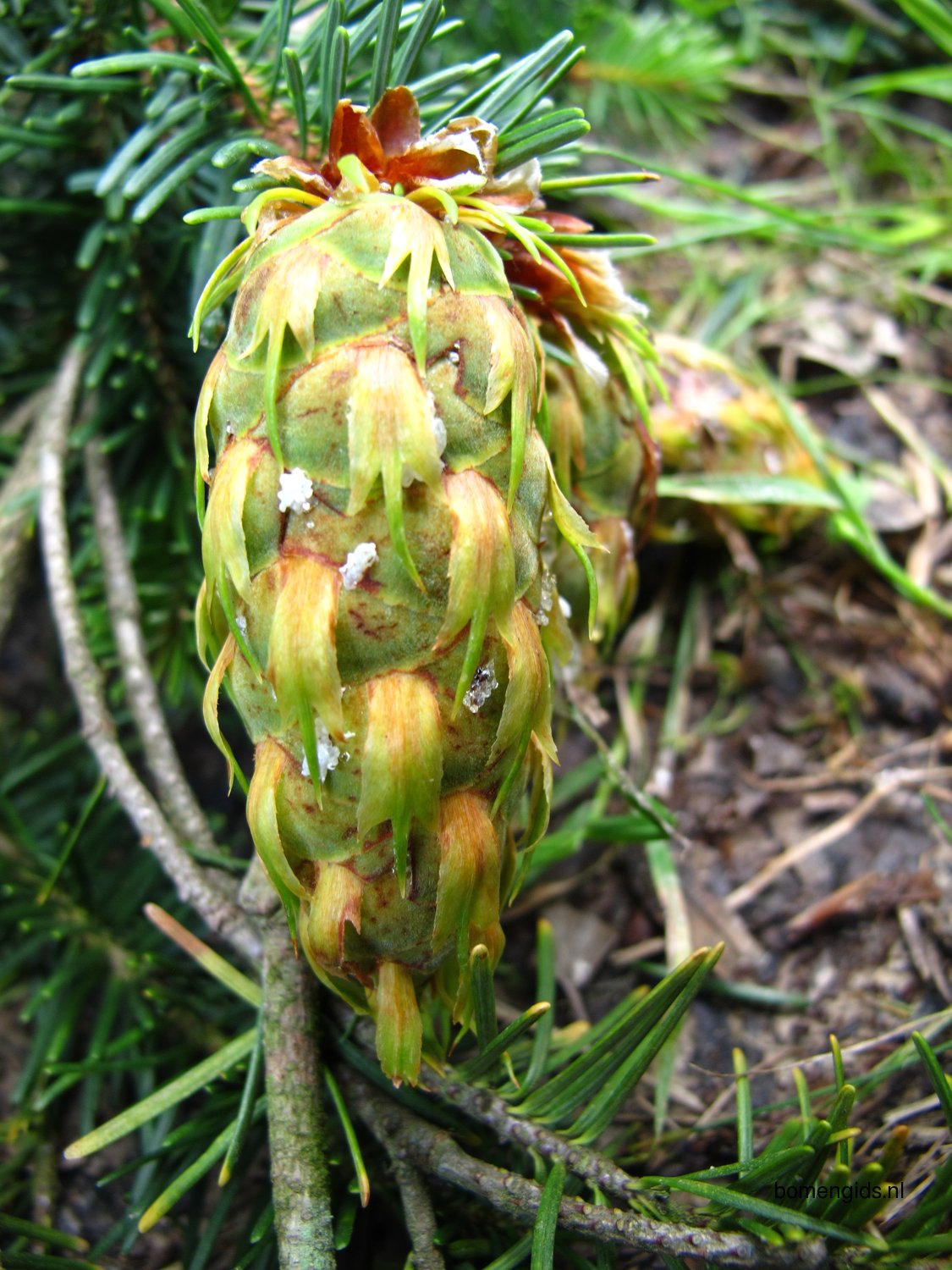 Herken de boomsoort NL: Douglasspar; Latin: Pseudotsuga menzoiesii; UK ...