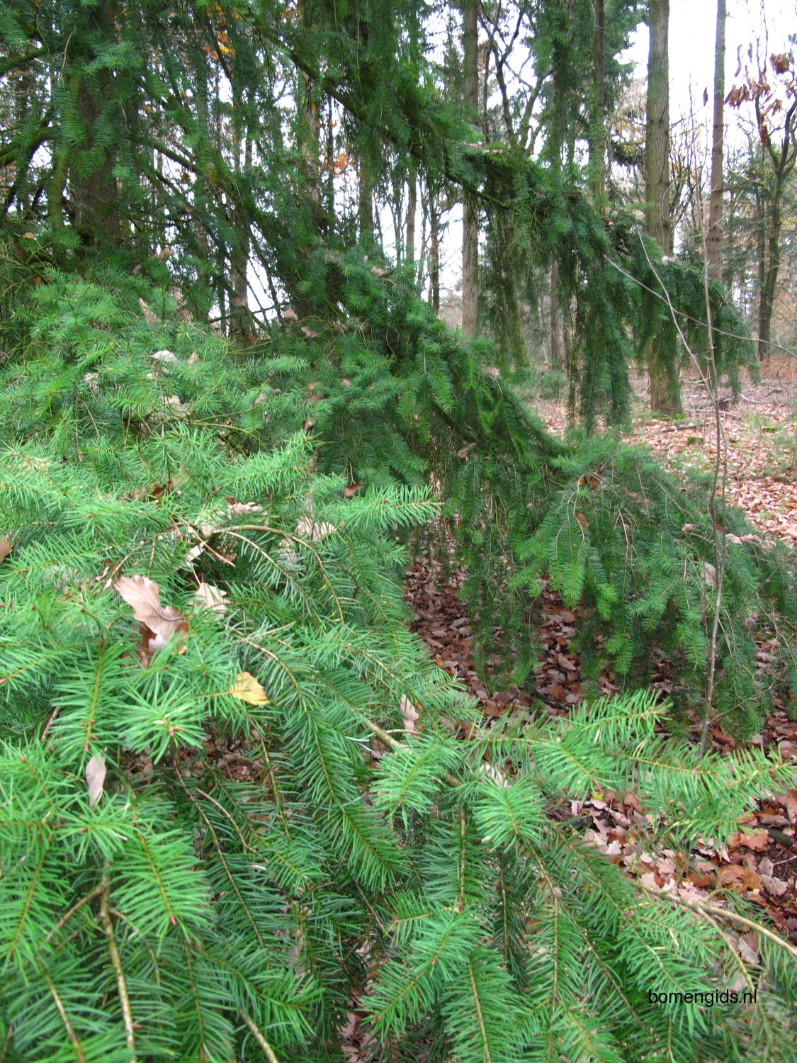 Herken de boomsoort NL: Douglasspar; Latin: Pseudotsuga menzoiesii; UK ...