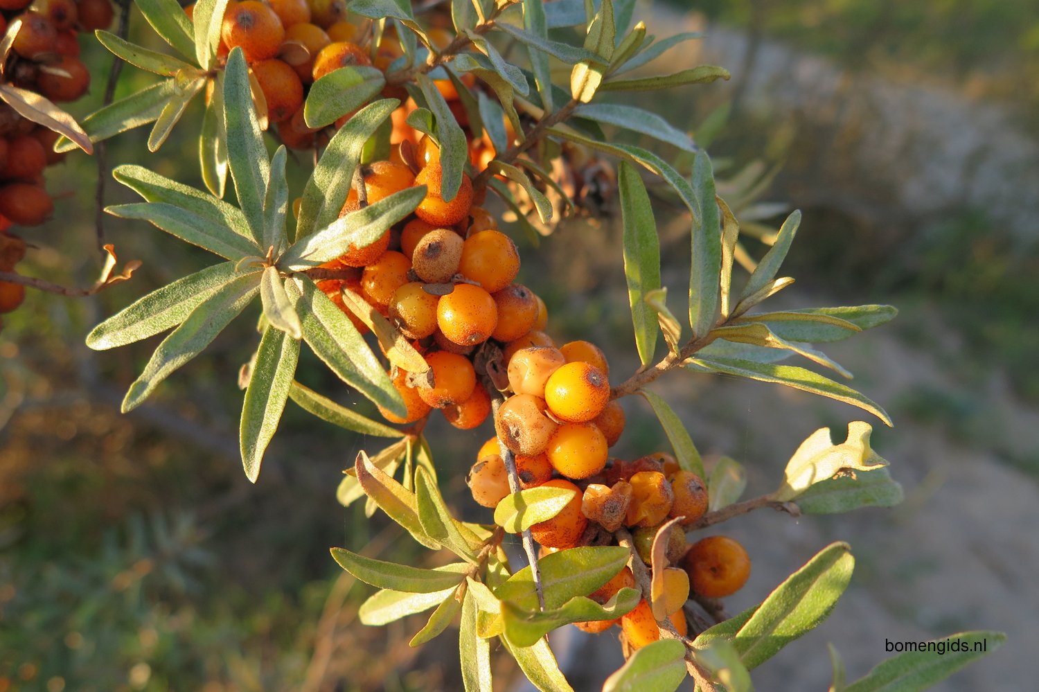 Herken de boomsoort NL: Duindoorn; Latin: Hippophae rhamnoides; UK: Sea ...
