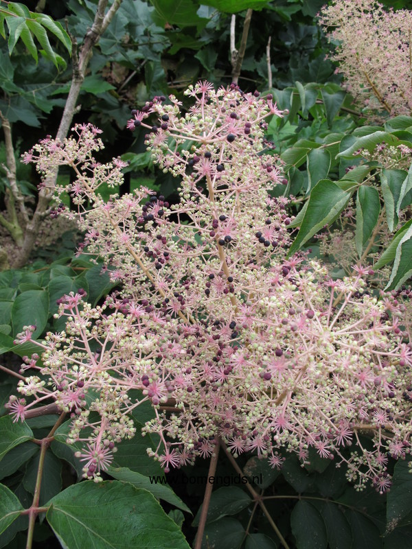 Herken de boomsoort NL: Duivelswandelstok; Latin: Aralia elata; UK ...