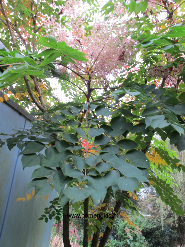 Herken de boomsoort NL: Duivelswandelstok; Latin: Aralia elata; UK ...