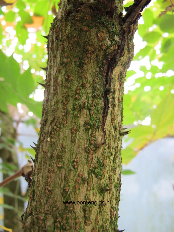 Herken de boomsoort NL: Duivelswandelstok; Latin: Aralia elata; UK ...