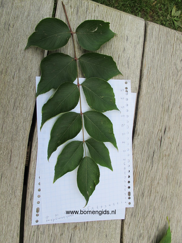 Herken de boomsoort NL: Duivelswandelstok; Latin: Aralia elata; UK ...