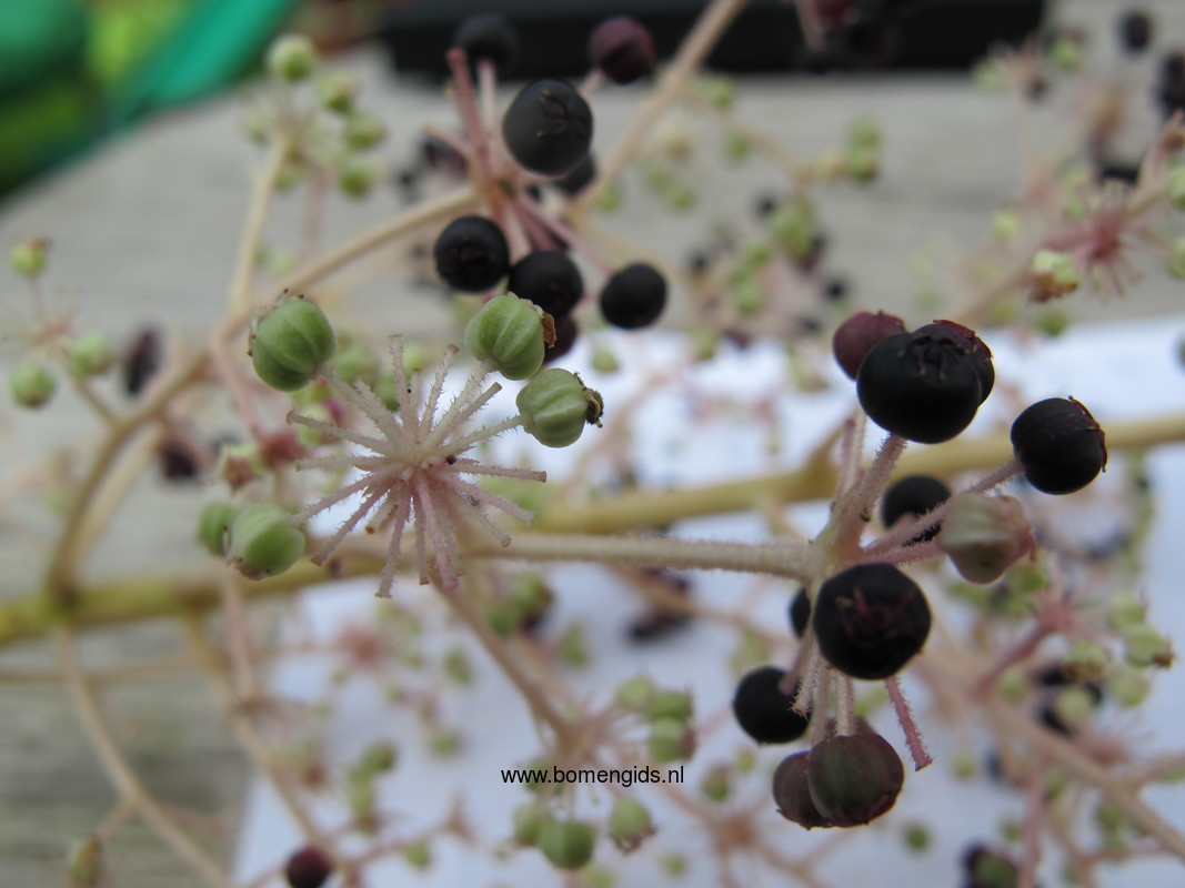 Herken de boomsoort NL: Duivelswandelstok; Latin: Aralia elata; UK ...