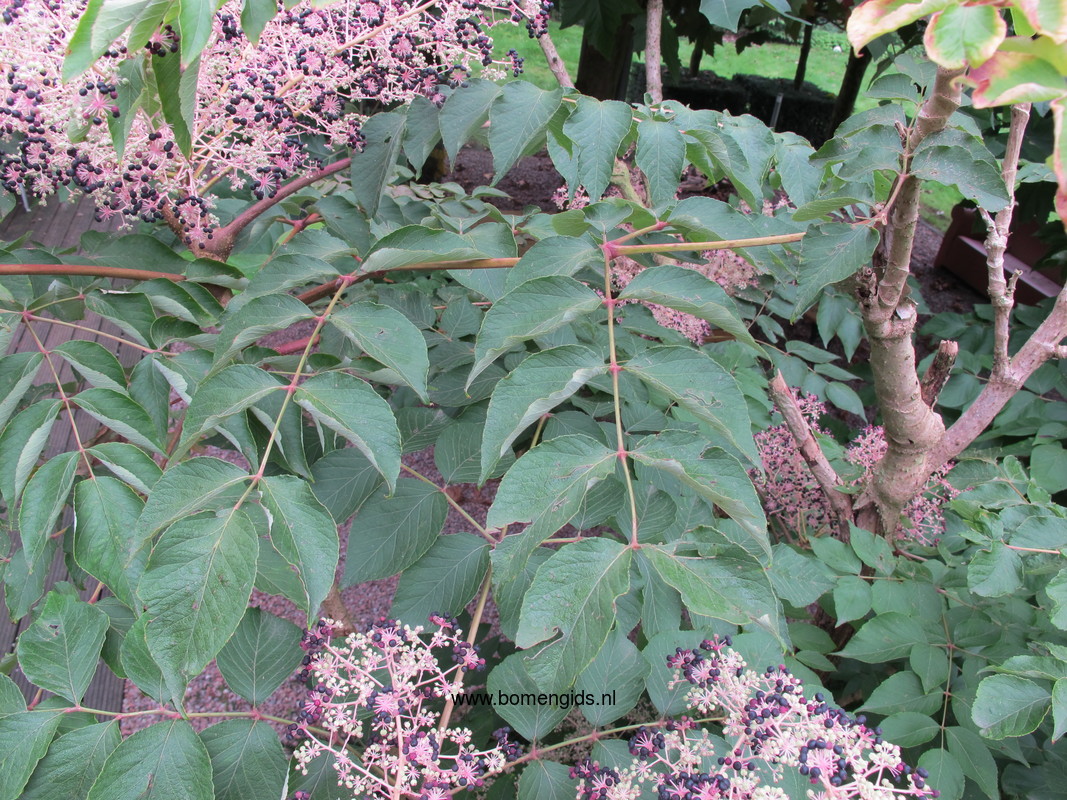 Herken de boomsoort NL: Duivelswandelstok; Latin: Aralia elata; UK ...