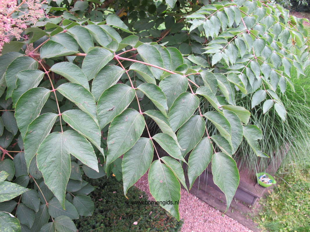 Herken de boomsoort NL: Duivelswandelstok; Latin: Aralia elata; UK ...