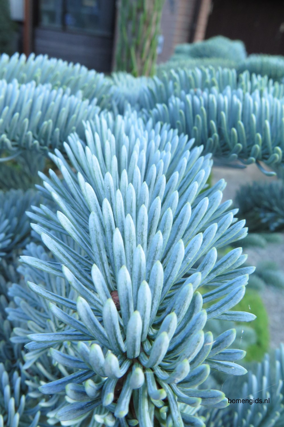 Herken de boomsoort NL: Edele zilverspar; Latin: Abies procera; UK ...