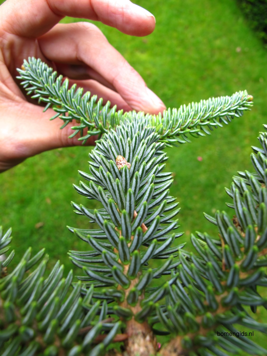 Herken de boomsoort NL: Edele zilverspar; Latin: Abies procera; UK ...