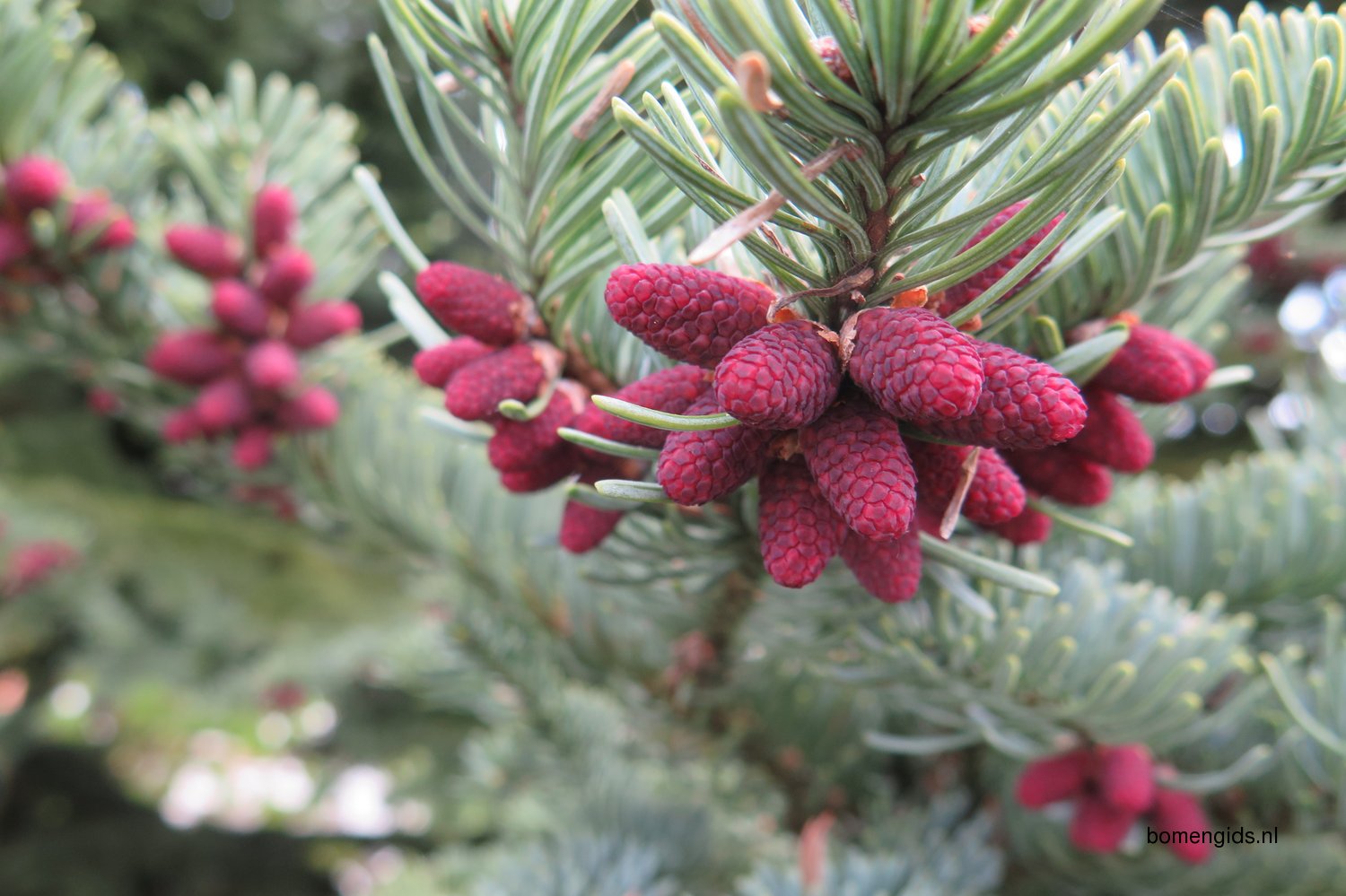 Boomsoorten die horen bij zilversparren