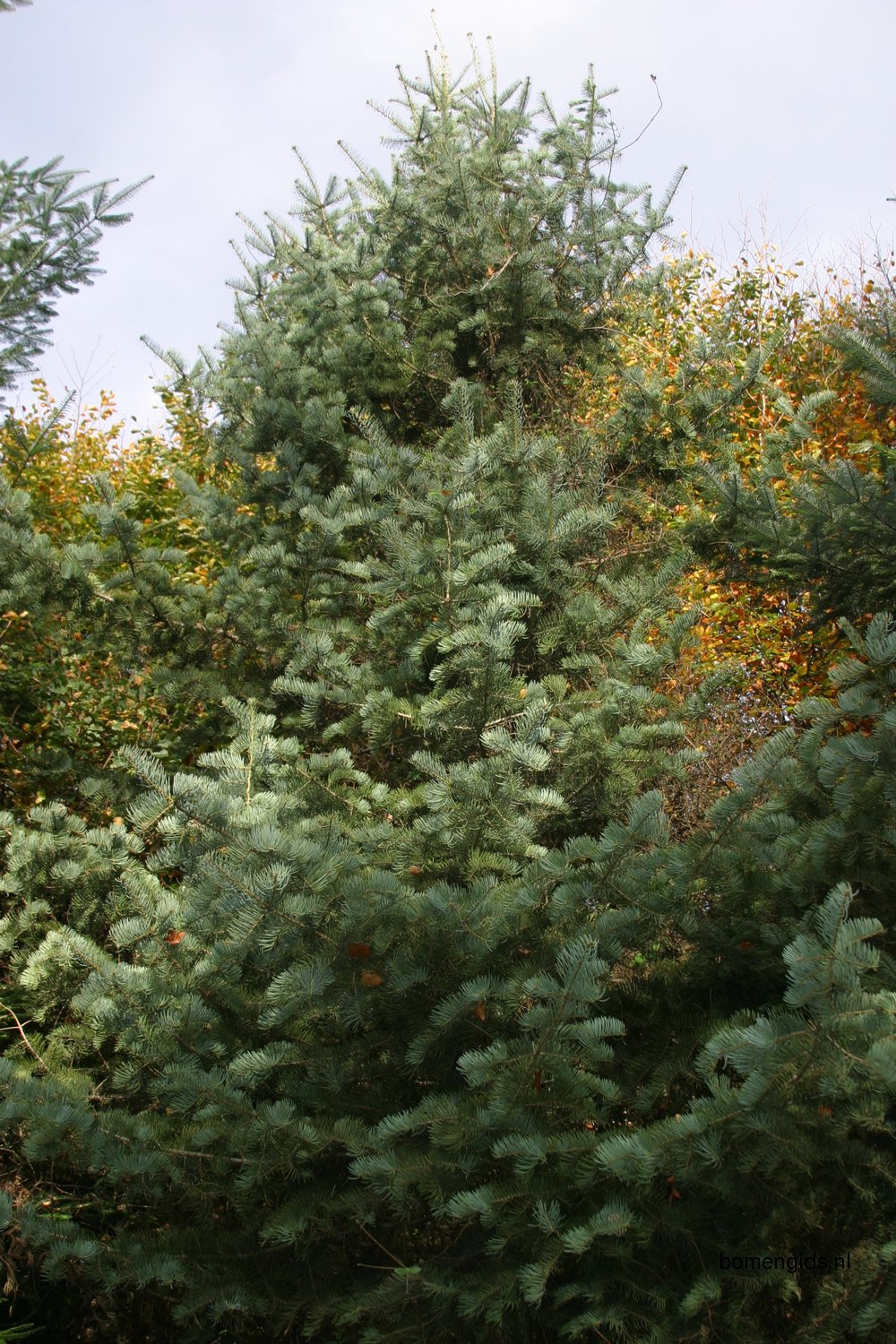 Herken de boomsoort NL: Edele zilverspar; Latin: Abies procera; UK ...