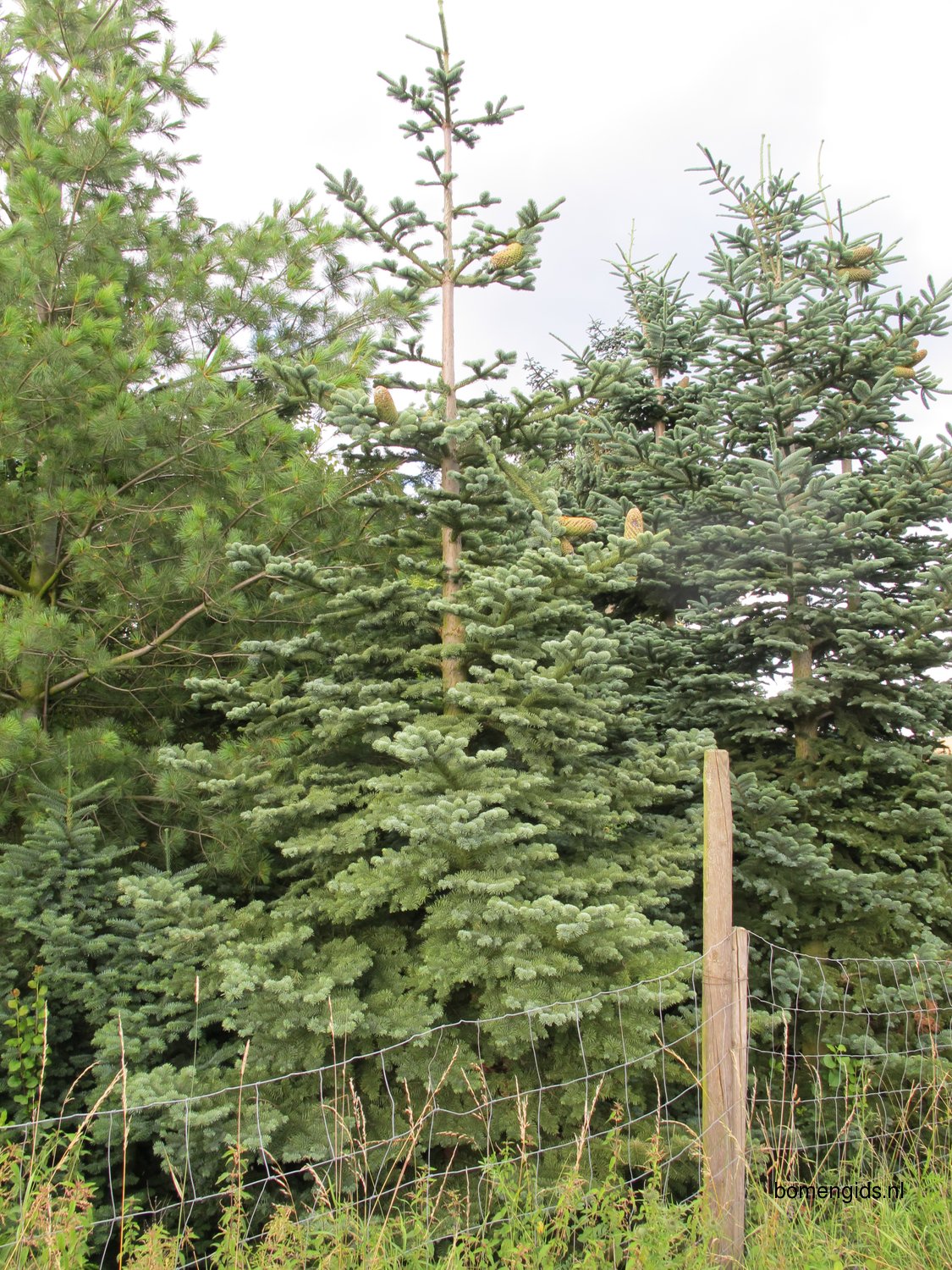 Herken de boomsoort NL: Edele zilverspar; Latin: Abies procera; UK ...