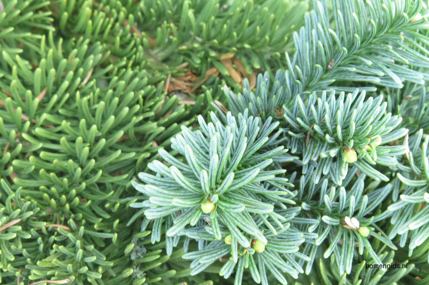 Herken de boomsoort NL: Edele zilverspar; Latin: Abies procera; UK ...