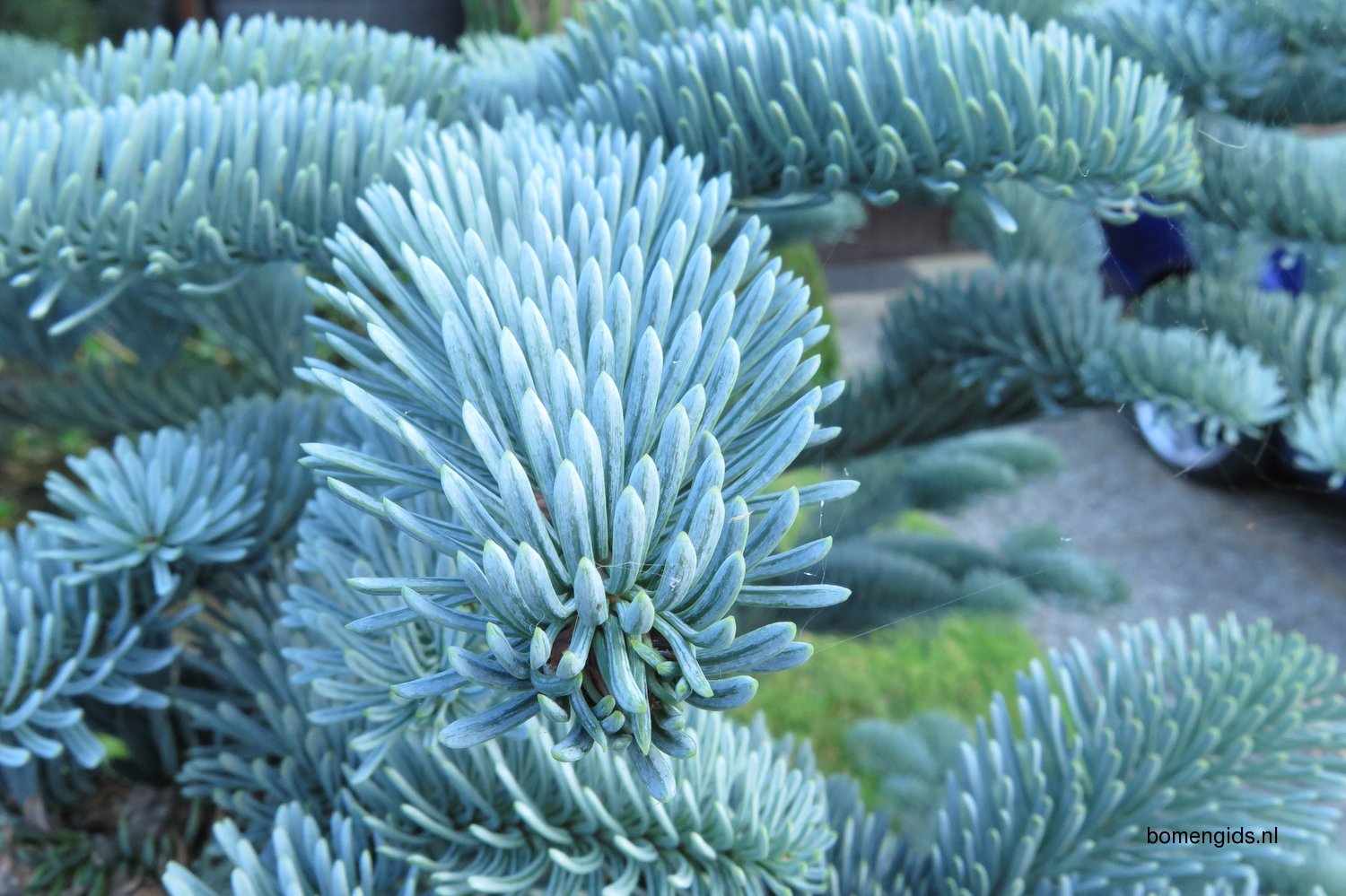 Herken de boomsoort NL: Edele zilverspar; Latin: Abies procera; UK ...