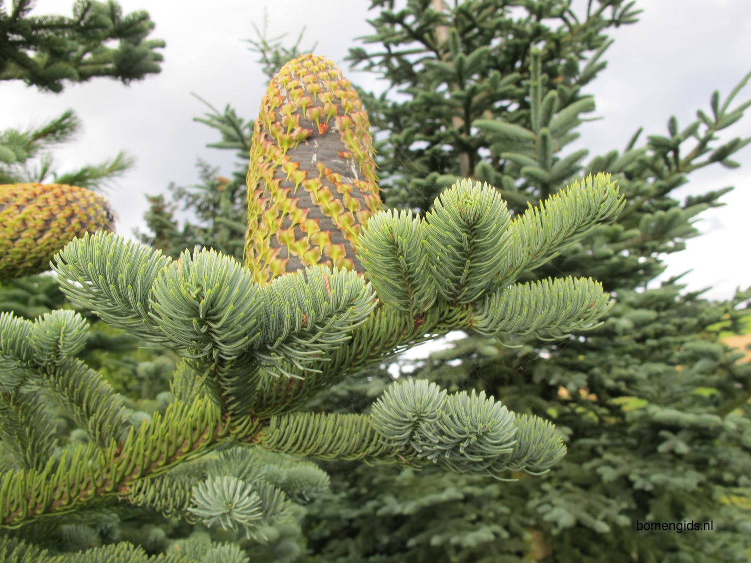 Herken de boomsoort NL: Edele zilverspar; Latin: Abies procera; UK ...
