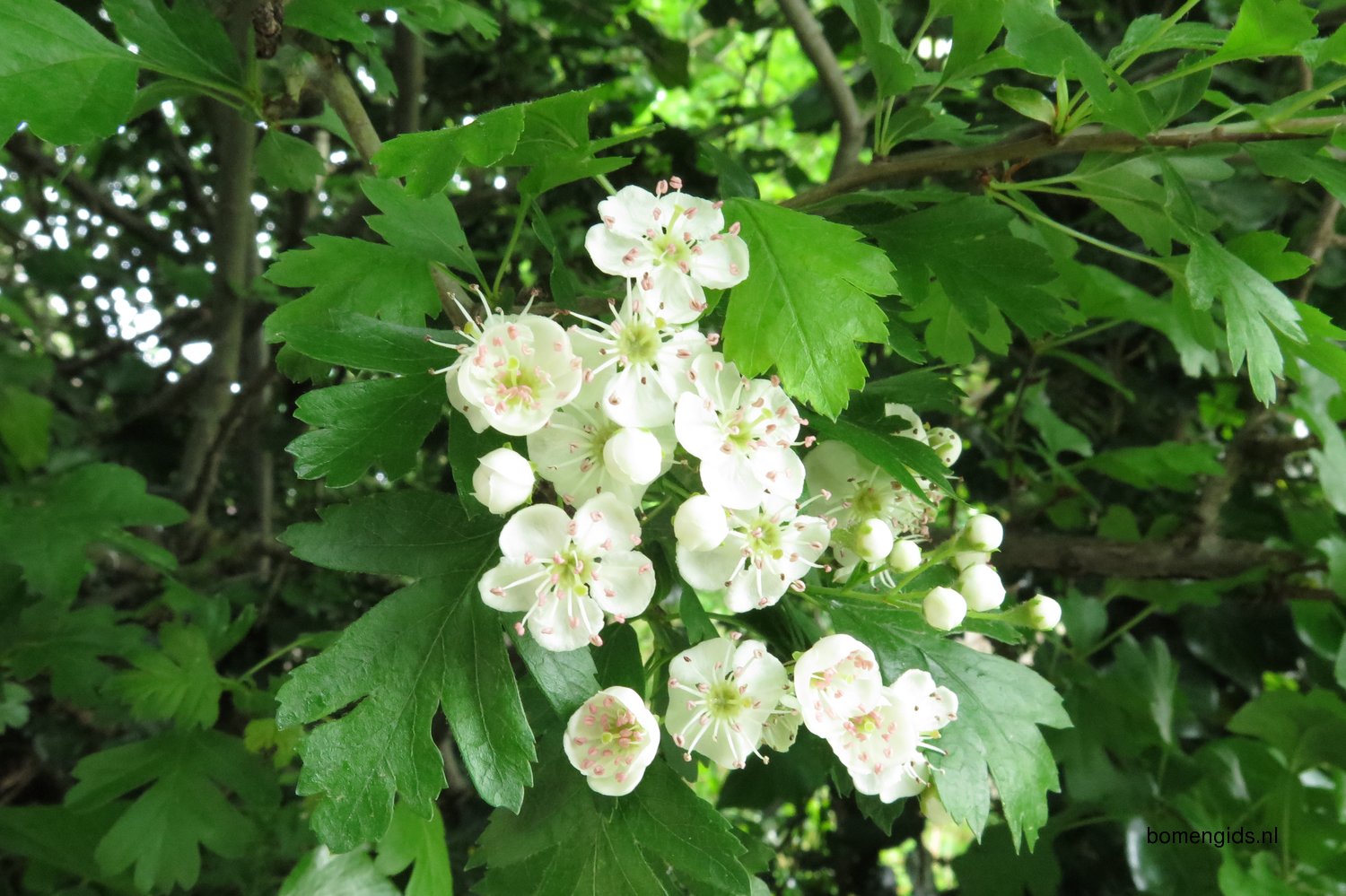 Herken de boomsoort NL: Eenstijlige meidoorn; Latin: Crataegus monogyna ...