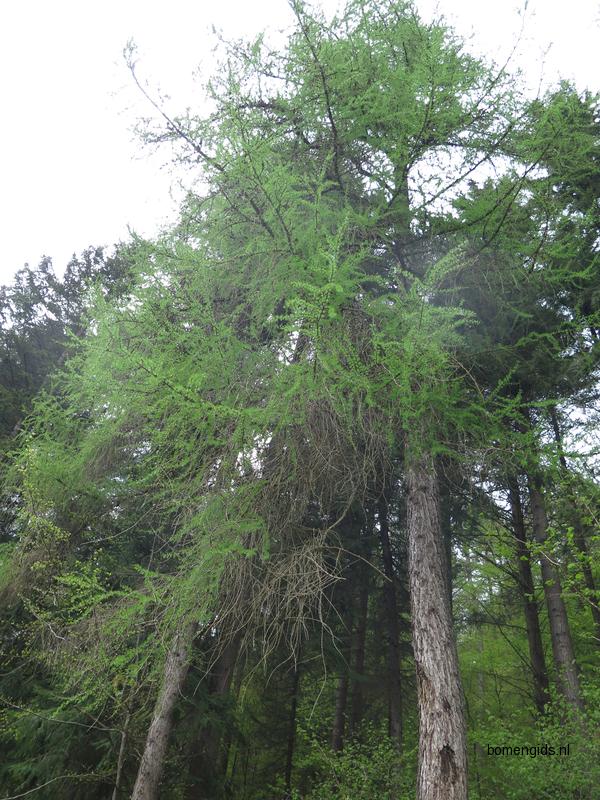 Herken de boomsoort NL: Europese larix; Latin: Larix decidua; UK ...