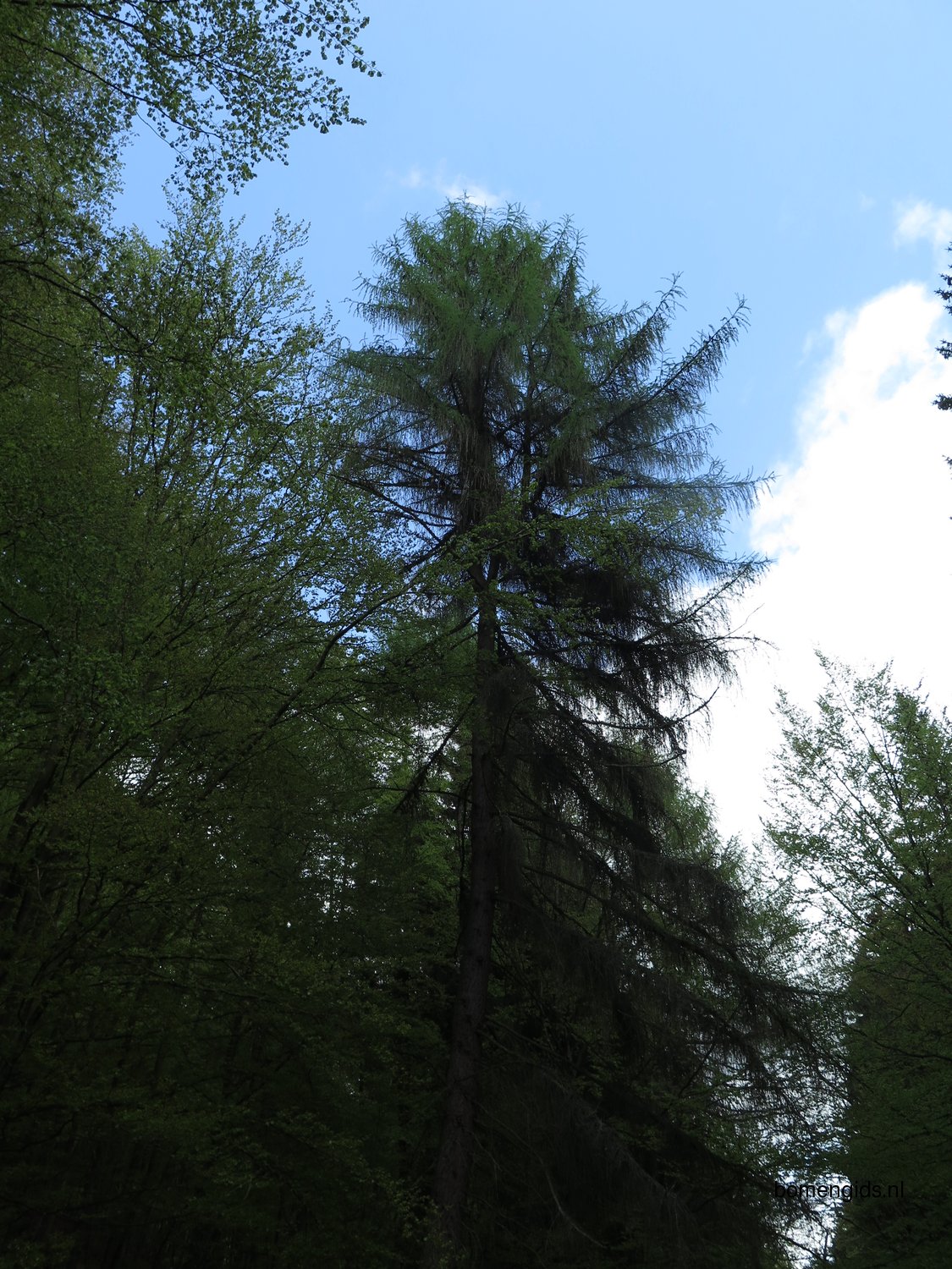 Herken de boomsoort NL: Europese larix; Latin: Larix decidua; UK ...