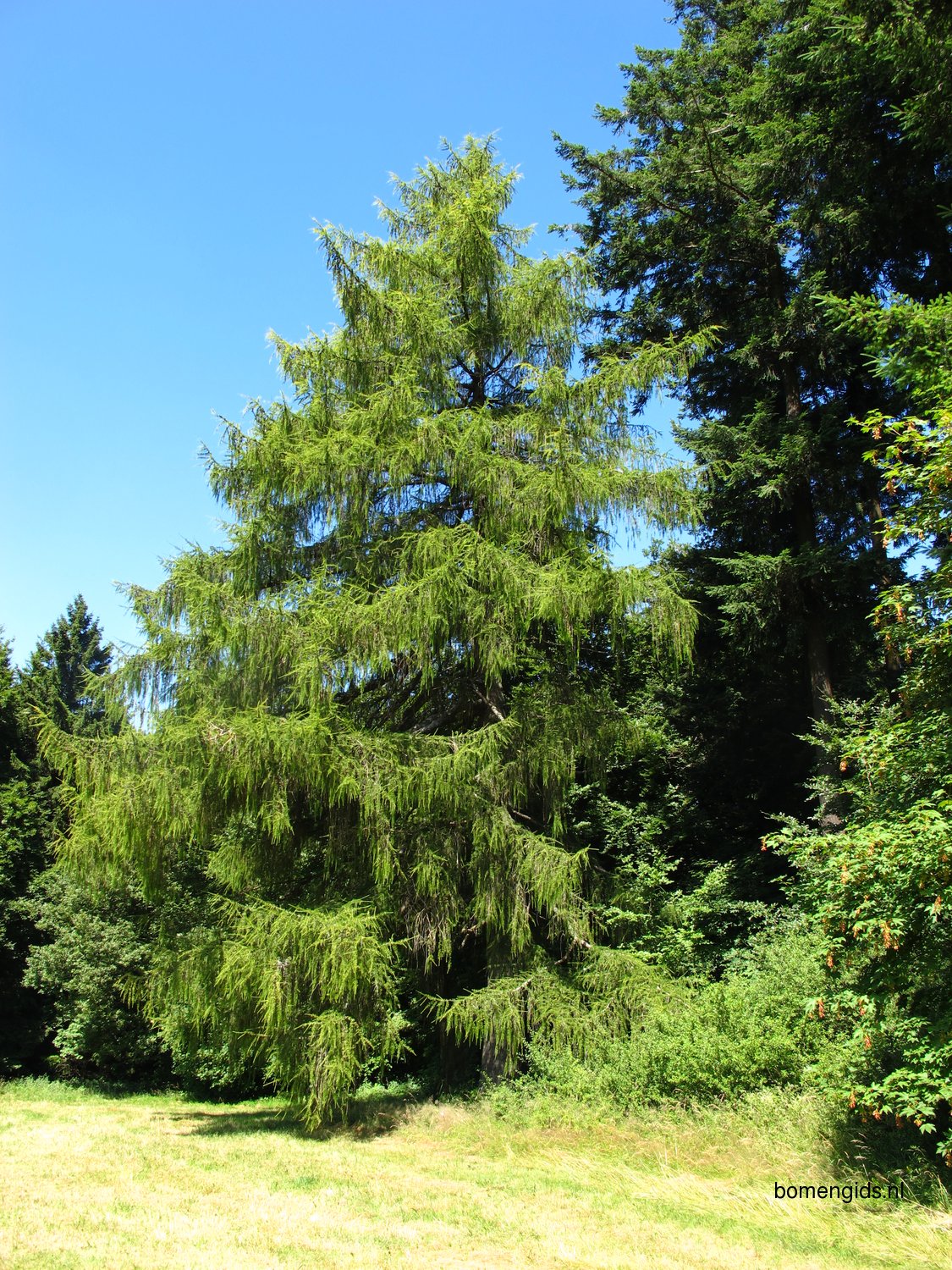 Herken de boomsoort NL: Europese larix; Latin: Larix decidua; UK ...