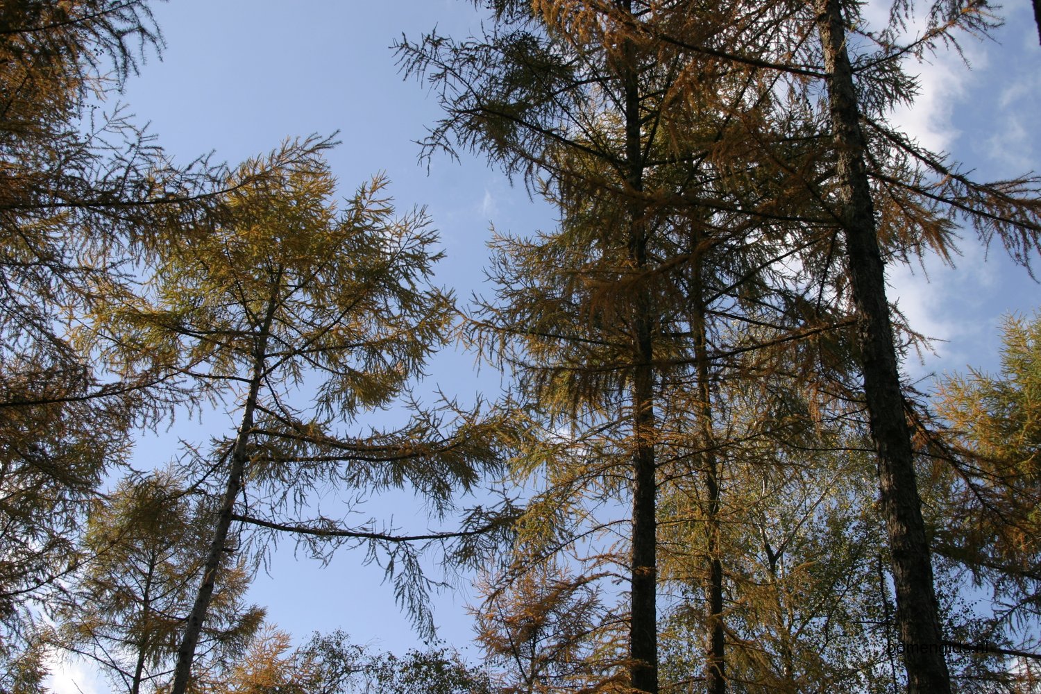 Herken de boomsoort NL: Europese larix; Latin: Larix decidua; UK ...