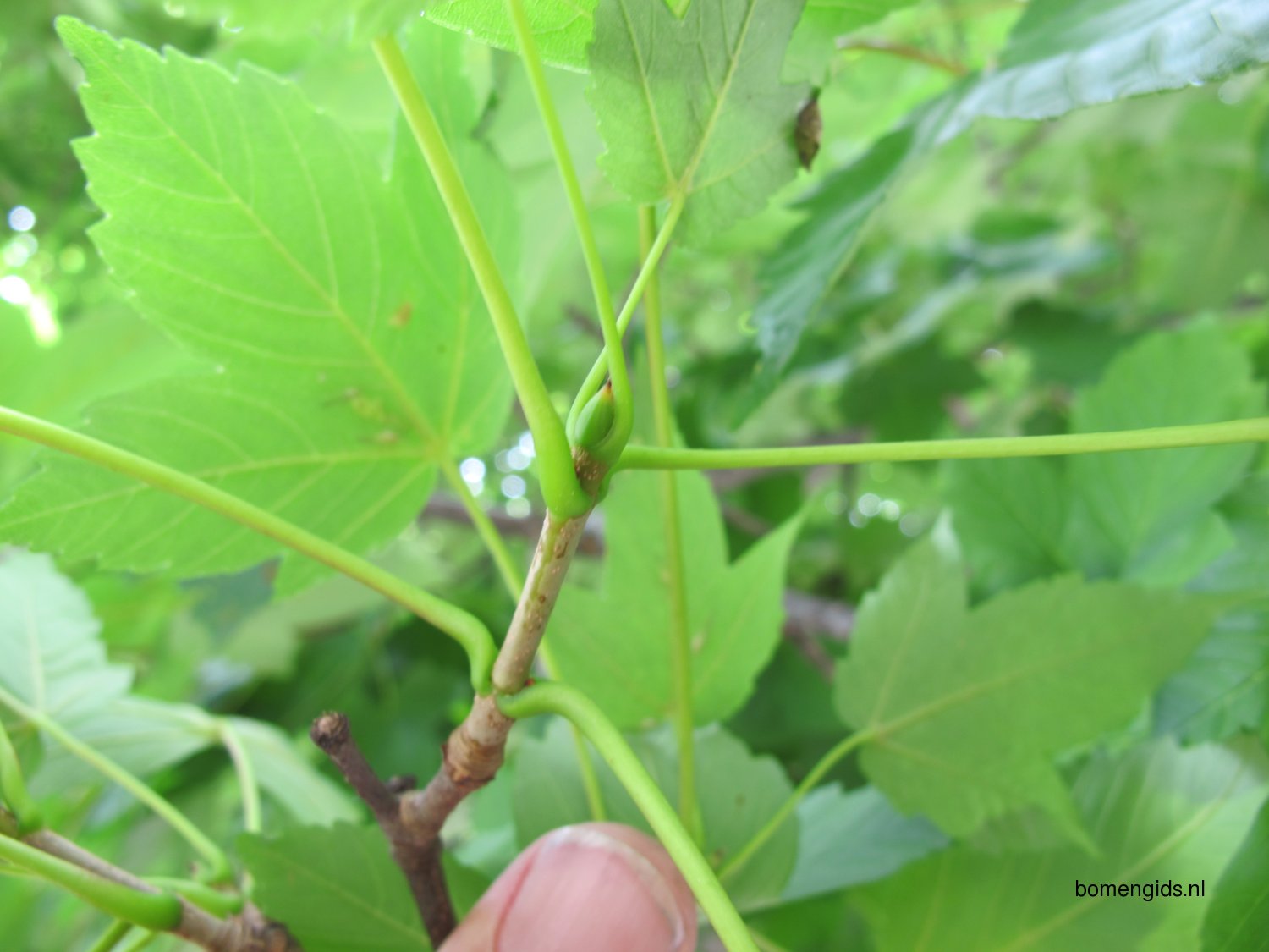Herken de boomsoort NL: Europese larix; Latin: Larix decidua; UK ...