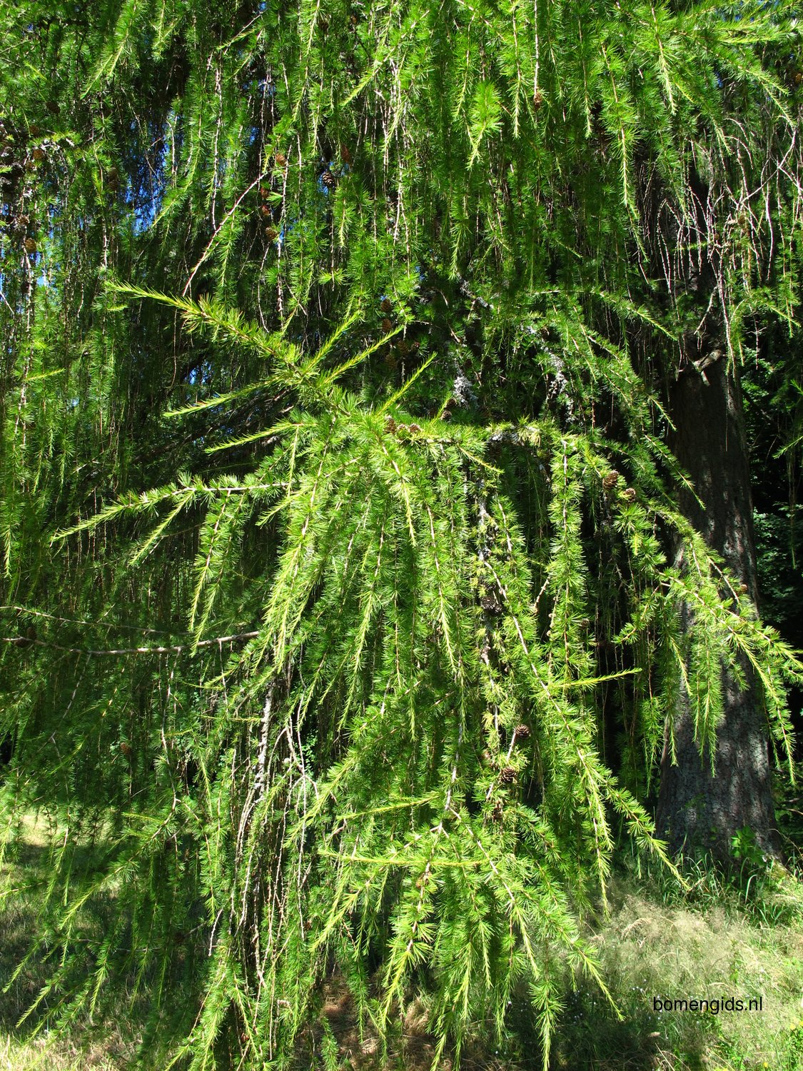 Herken de boomsoort NL: Europese larix; Latin: Larix decidua; UK ...