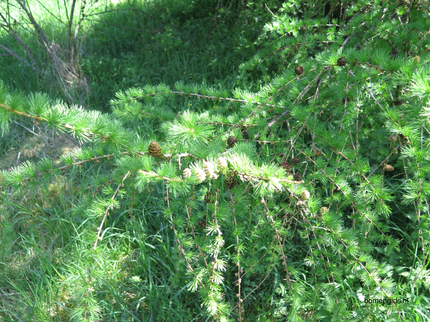 Herken de boomsoort NL: Europese larix; Latin: Larix decidua; UK ...