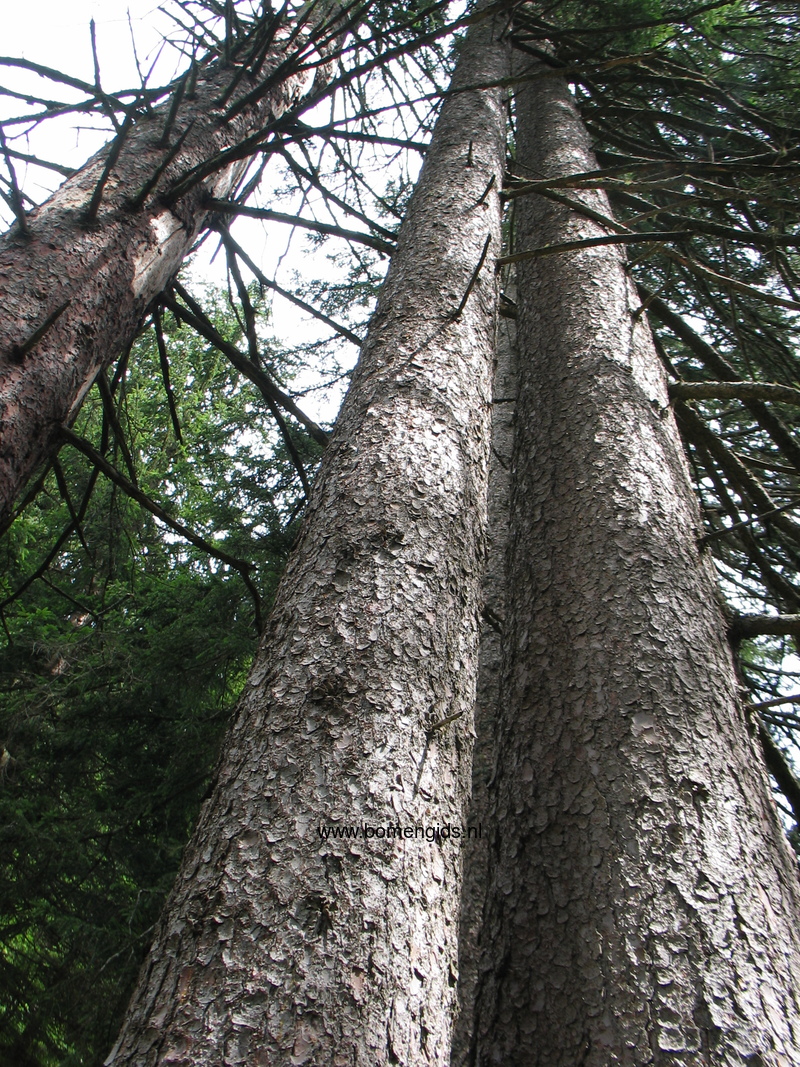 Herken de boomsoort NL: Fijnspar; Latin: Picea abies; UK: Norway spruce ...