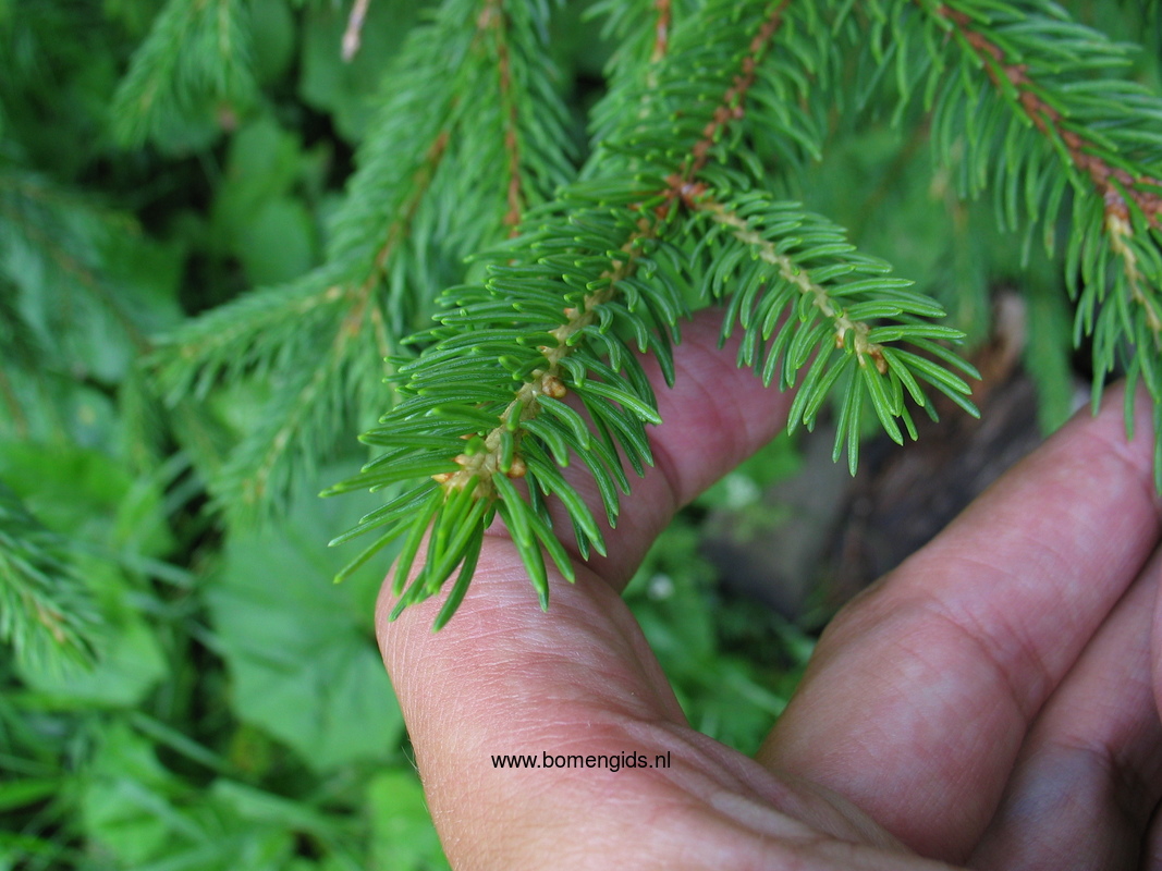 Herken de boomsoort NL: Fijnspar; Latin: Picea abies; UK: Norway spruce ...