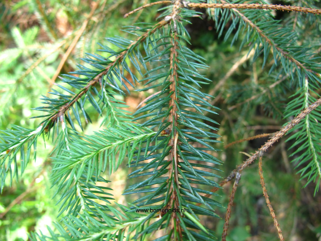 Herken de boomsoort NL: Fijnspar; Latin: Picea abies; UK: Norway spruce ...