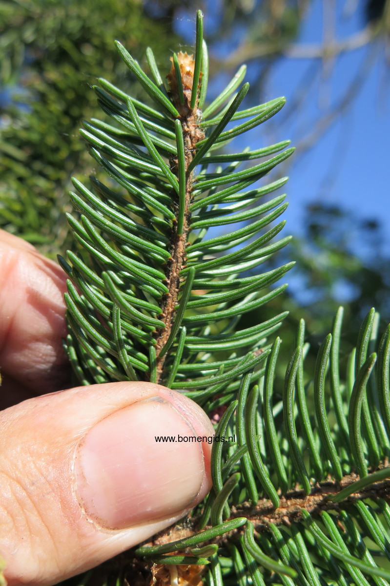 Herken de boomsoort NL: Fijnspar; Latin: Picea abies; UK: Norway spruce ...