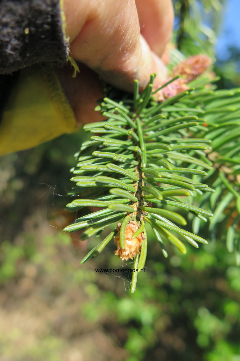 Herken de boomsoort NL: Fijnspar; Latin: Picea abies; UK: Norway spruce ...