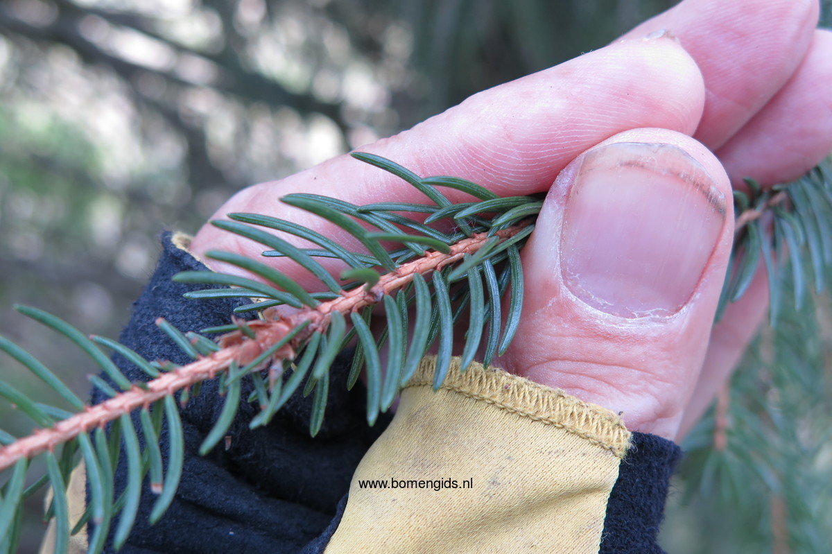 Herken de boomsoort NL: Fijnspar; Latin: Picea abies; UK: Norway spruce ...