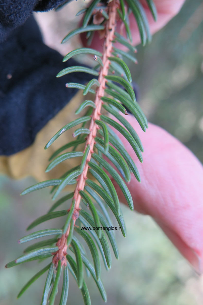 Herken de boomsoort NL: Fijnspar; Latin: Picea abies; UK: Norway spruce ...