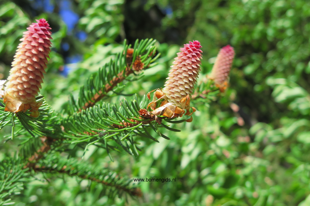 Herken de boomsoort NL: Fijnspar; Latin: Picea abies; UK: Norway spruce ...