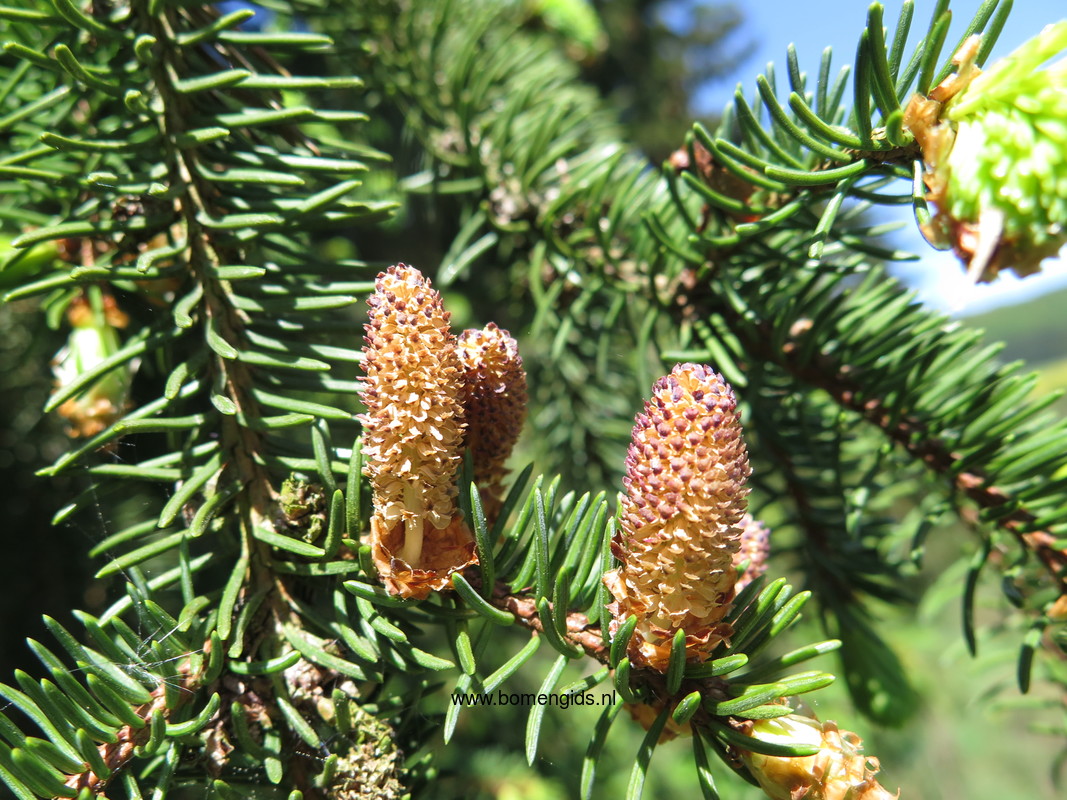 Herken de boomsoort NL: Fijnspar; Latin: Picea abies; UK: Norway spruce ...