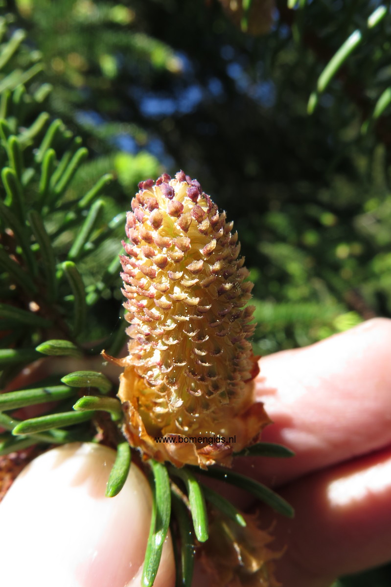 Herken de boomsoort NL: Fijnspar; Latin: Picea abies; UK: Norway spruce ...