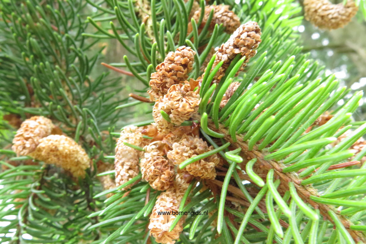 Herken de boomsoort NL: Fijnspar; Latin: Picea abies; UK: Norway spruce ...