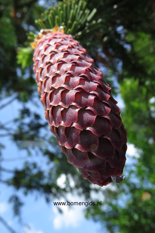 Herken de boomsoort NL: Fijnspar; Latin: Picea abies; UK: Norway spruce ...