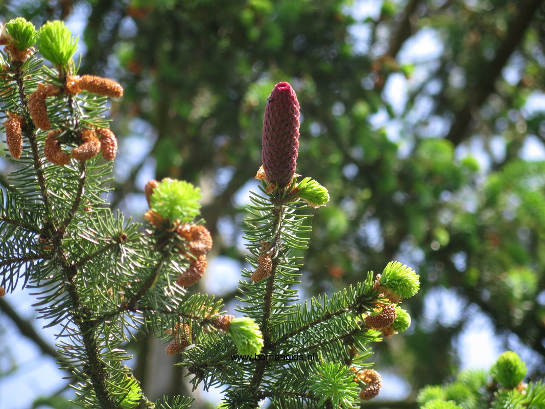 Herken de boomsoort NL: Fijnspar; Latin: Picea abies; UK: Norway spruce ...