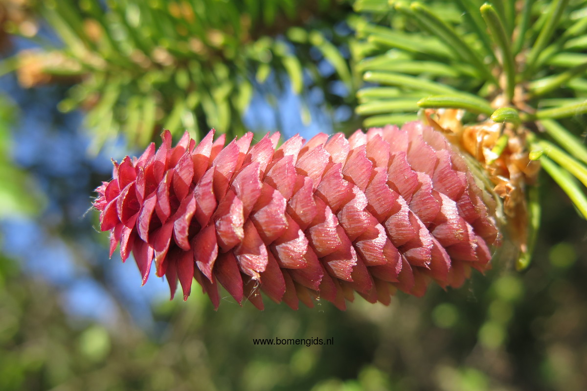 Herken de boomsoort NL: Fijnspar; Latin: Picea abies; UK: Norway spruce ...