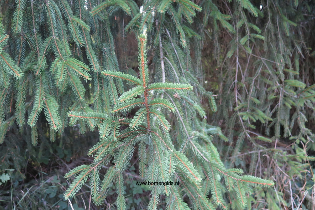 Herken de boomsoort NL: Fijnspar; Latin: Picea abies; UK: Norway spruce ...