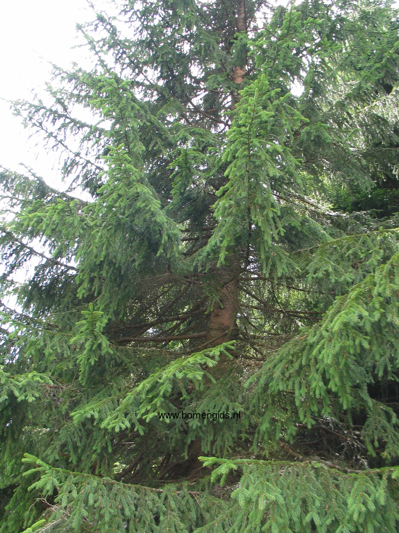 Herken de boomsoort NL: Fijnspar; Latin: Picea abies; UK: Norway spruce ...