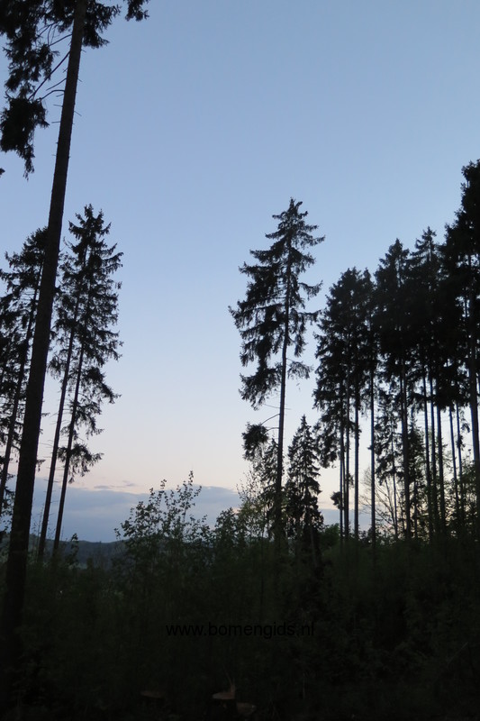 Boomsoorten die horen bij sparren