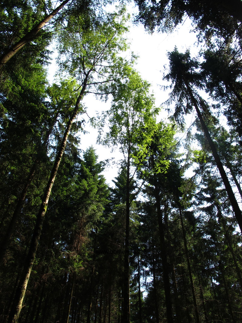 Herken de boomsoort NL: Fijnspar; Latin: Picea abies; UK: Norway spruce ...