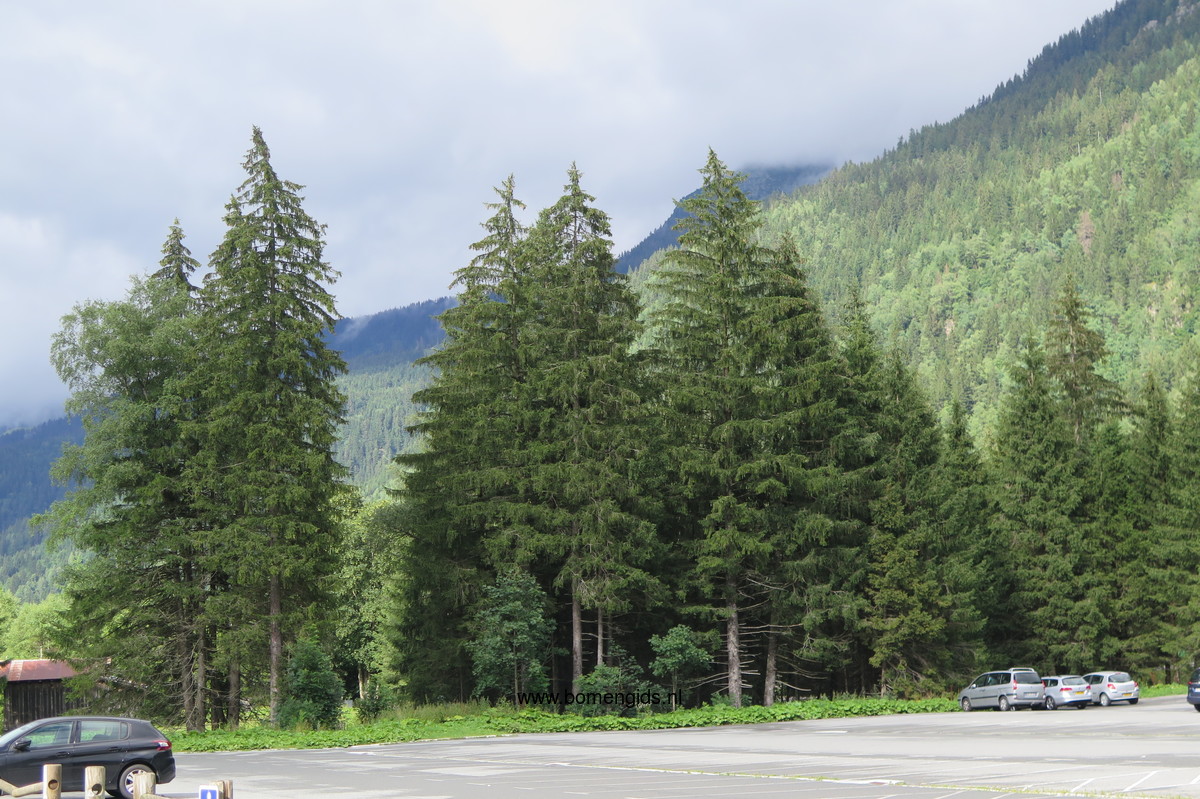 Herken de boomsoort NL: Fijnspar; Latin: Picea abies; UK: Norway spruce ...