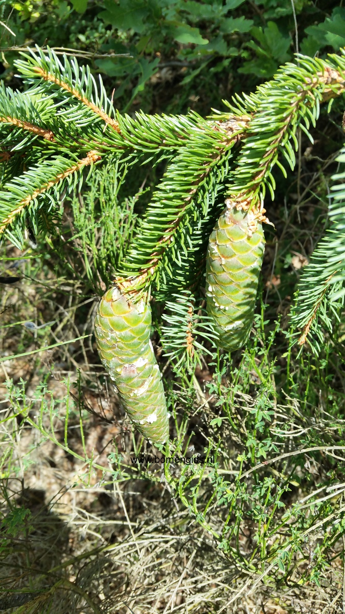 Herken de boomsoort NL: Fijnspar; Latin: Picea abies; UK: Norway spruce ...