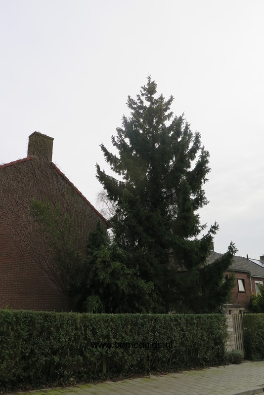 Herken de boomsoort NL: Fijnspar; Latin: Picea abies; UK: Norway spruce ...