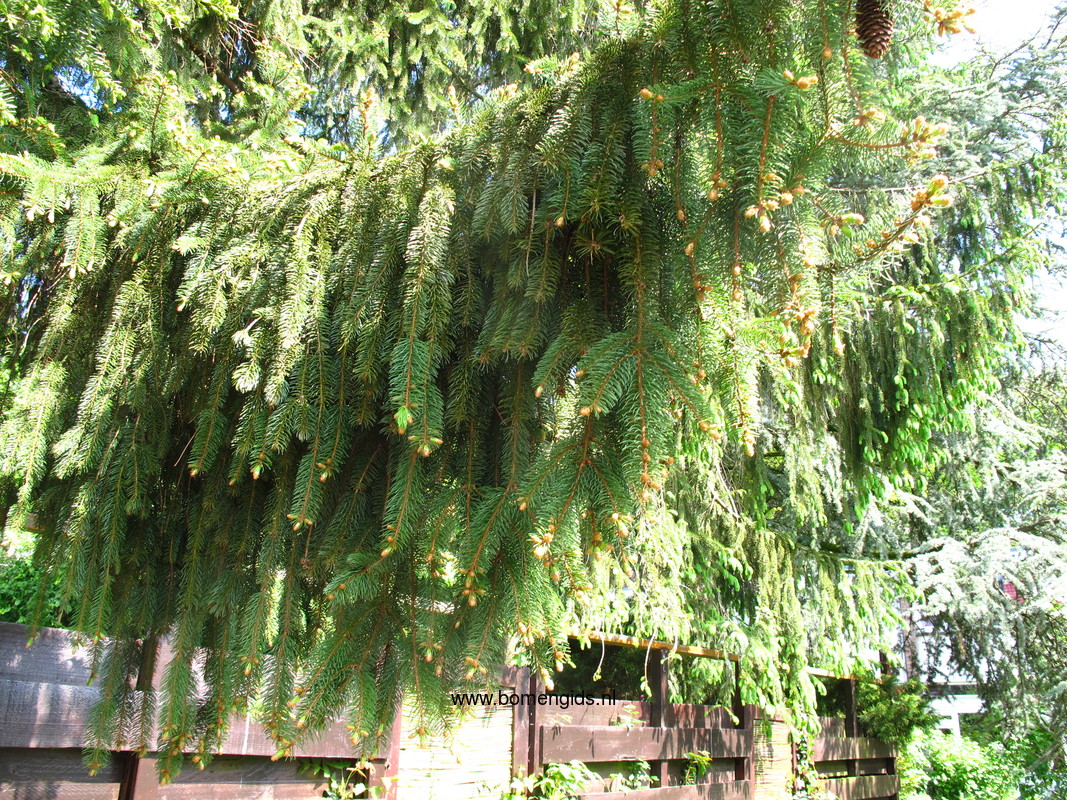 Herken de boomsoort NL: Fijnspar; Latin: Picea abies; UK: Norway spruce ...