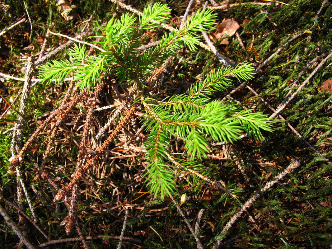 Herken de boomsoort NL: Fijnspar; Latin: Picea abies; UK: Norway spruce ...
